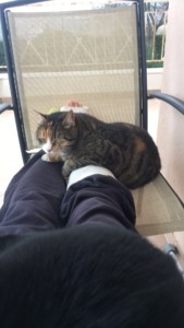 LISA GUZEK | The purrfect companion